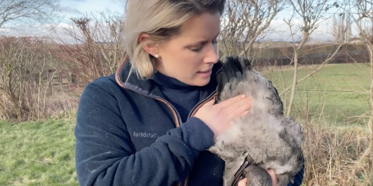Hoe controleer je je kippen op luizen en rode mijten?